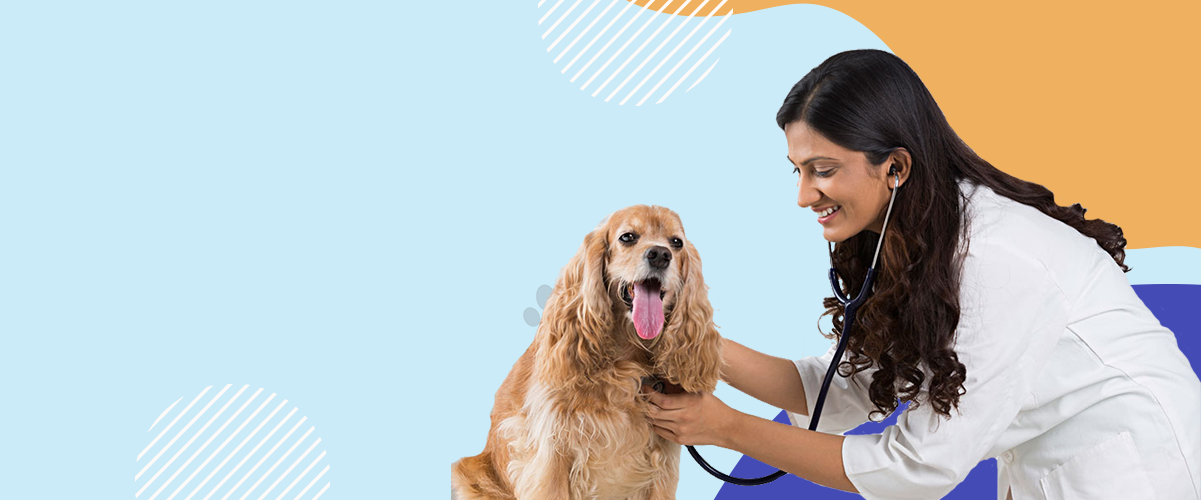 eVetsCare - Vet consultation with audio video